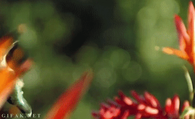 Drank Nectar GIF - Find & Share on GIPHY
