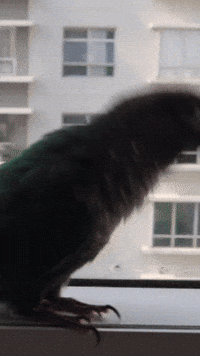 Two Parrots Dancing Gif