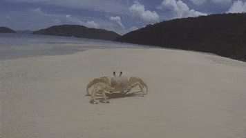 Crab GIFs - Find & Share on GIPHY