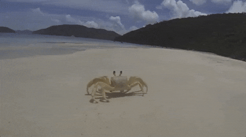 Sand Crab Clipart Gif