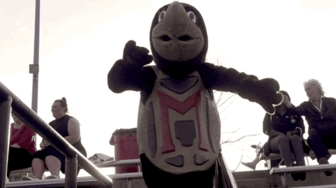 Turtle Dancing GIFs - Get the best GIF on GIPHY