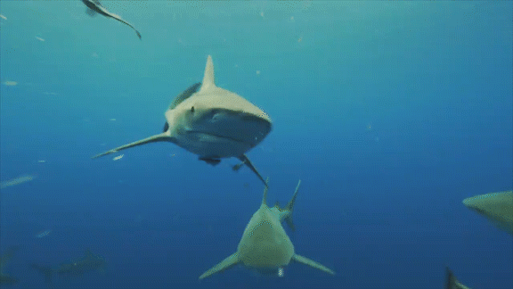 Discovery Swimming GIF by Shark Week - Find & Share on GIPHY