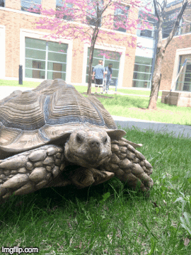 Turtle Tortoise GIF by Wartburg College - Find & Share on GIPHY