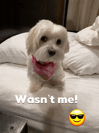 Guilty Puppy Gif