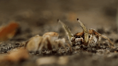 Jumping Spider Gif