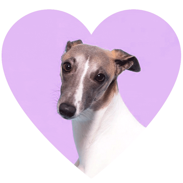 Dog Love Whippet Sticker for iOS & Android | GIPHY