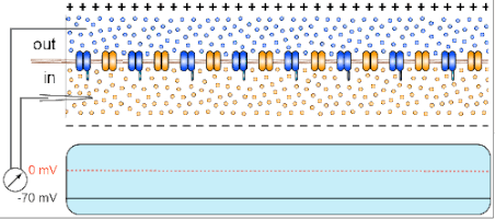 Action Potential GIFs - Find & Share on GIPHY
