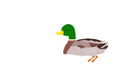 Duck Animated Gif Transparent