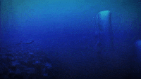 Exploding Sperm Whale Gif