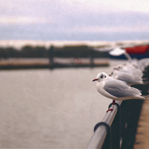 Sea Gull GIFs - Get the best GIF on GIPHY