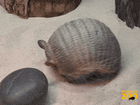 Cute Armadillo Gif