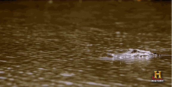 Alligator Gator GIF by Swamp People - Find & Share on GIPHY