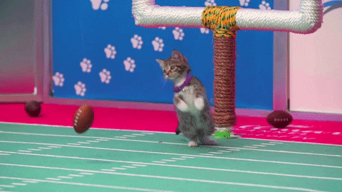 Kittenbowl2020 GIFs - Find & Share on GIPHY