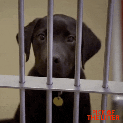 Guide Dogs GIFs - Get the best GIF on GIPHY