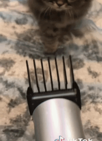 Cats GIF by TikTok Arab - Find & Share on GIPHY