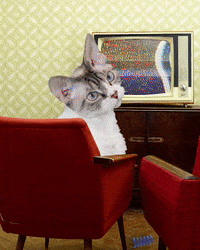 Cat Watching Tv Gif