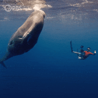 Exploding Sperm Whale Gif