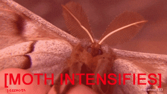 Cute Moth Gif
