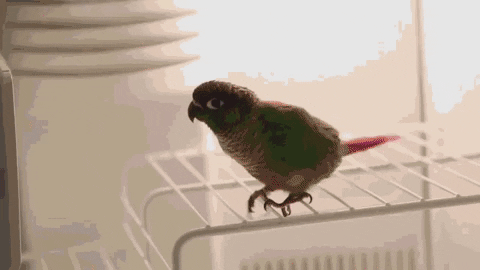 Spooked-solid GIFs - Get the best GIF on GIPHY