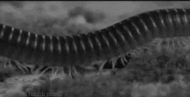 Millipedes GIFs - Get the best GIF on GIPHY