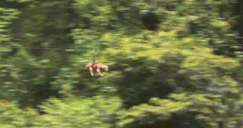Zipline Dog GIF - Find & Share on GIPHY