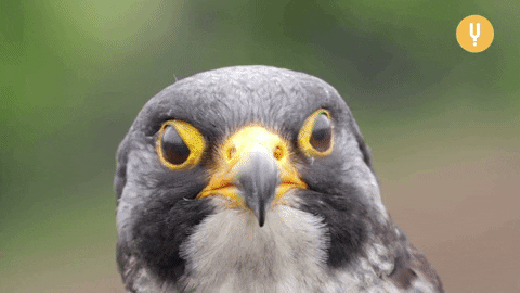 Birds Looking GIFs - Get the best GIF on GIPHY