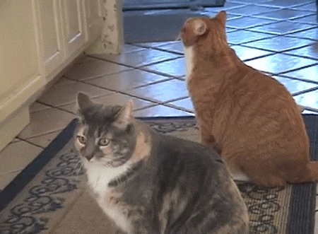 Party What GIF by Internet Cat Video Festival - Find & Share on GIPHY