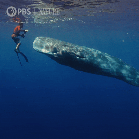 Swimming Whale GIFs - Find & Share on GIPHY