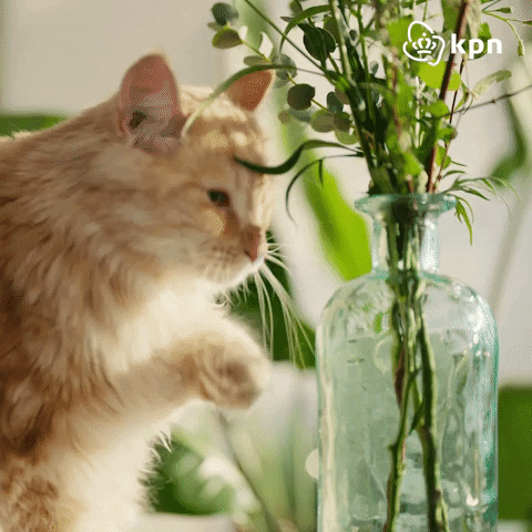 Small Business Cat GIF by KPN - Find & Share on GIPHY