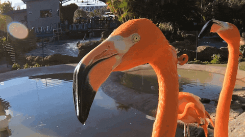 SeaWorld GIF - Find & Share on GIPHY