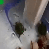 Loading Turtle GIFs - Get the best GIF on GIPHY