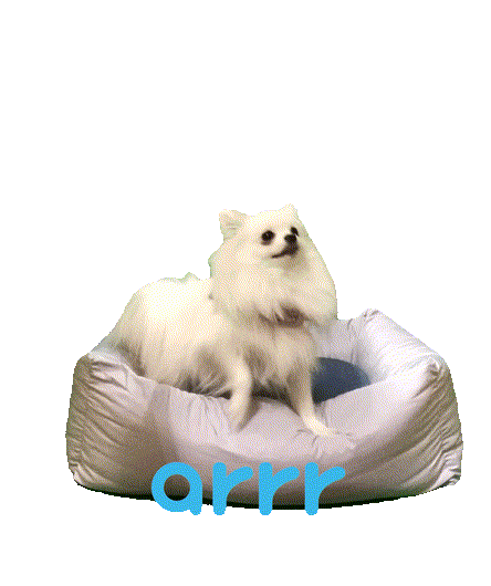 아르르 Sticker by arrr_official for iOS & Android | GIPHY