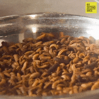 Maggots In Wounds Gif