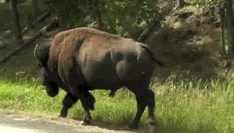 Buffalo Stampede GIFs - Get the best GIF on GIPHY
