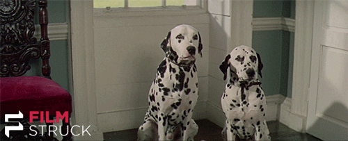 Let'S Go Dogs GIF by FilmStruck - Find & Share on GIPHY