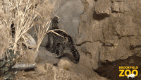 Ocelot Kitten Gif