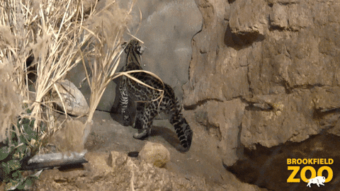 Ocelot GIFs - Find & Share on GIPHY