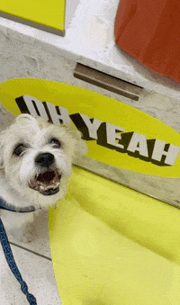Dog Tumblr Gif