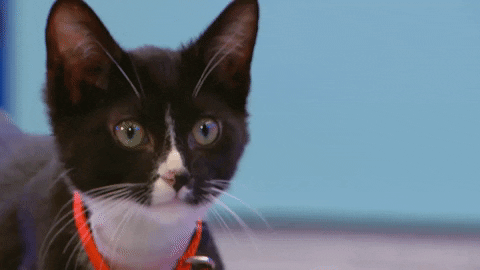 Will D Cat GIFs - Get the best GIF on GIPHY