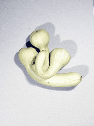 Libe Tumitonnes Courgettes GIF by Liberation.fr - Find & Share on GIPHY
