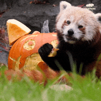 Red Panda Cute Gif
