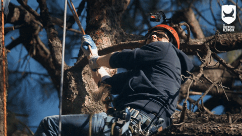 Tall Tree GIFs - Get the best GIF on GIPHY