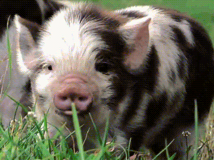 Pigs Eating GIFs - Get the best GIF on GIPHY