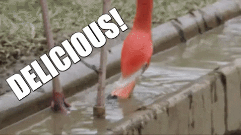Flamingo GIF by ForwardMadisonFC - Find & Share on GIPHY