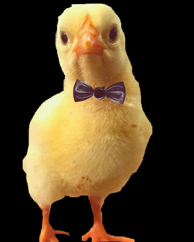 2019 Fair GIFs - Get the best GIF on GIPHY