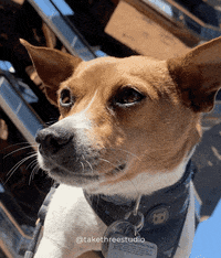 Dog Studying Gif