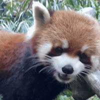 Surprised Red Panda Gif