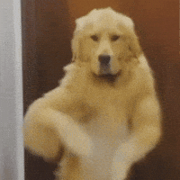 Gifs De Danse De Chien Dog Dance GIF Funny Dogs Dancing