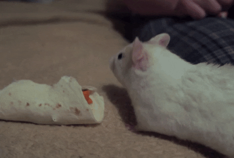 Hamster Taco GIF by America's Funniest Home Videos - Find & Share on GIPHY
