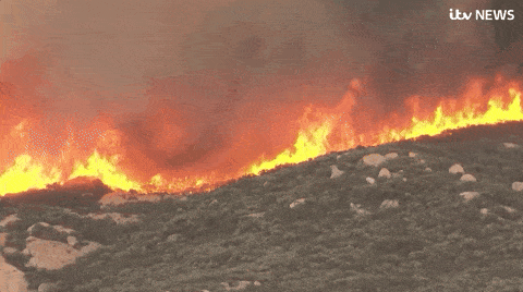 Forest Fire GIF by GIPHY News - Find & Share on GIPHY